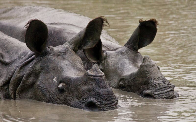 Two Wild Great One-horned Rhinoceroses Lying in a Puddle. Stock Image ...