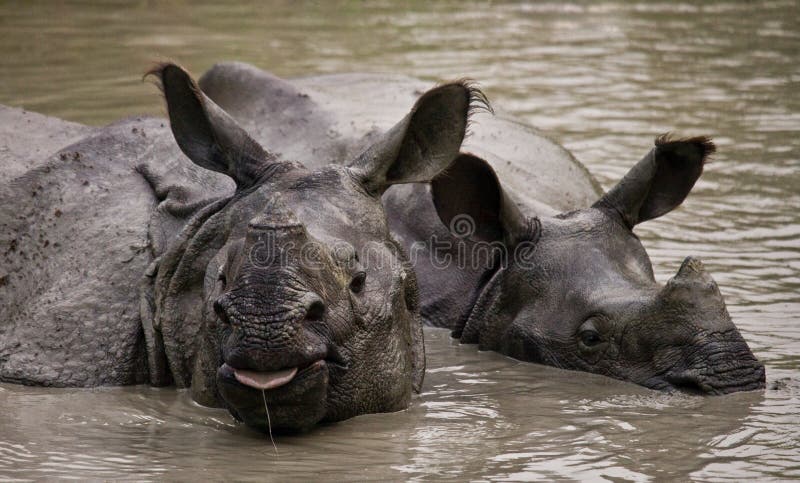 Two Wild Great One-horned Rhinoceroses Lying in a Puddle. Stock Image ...