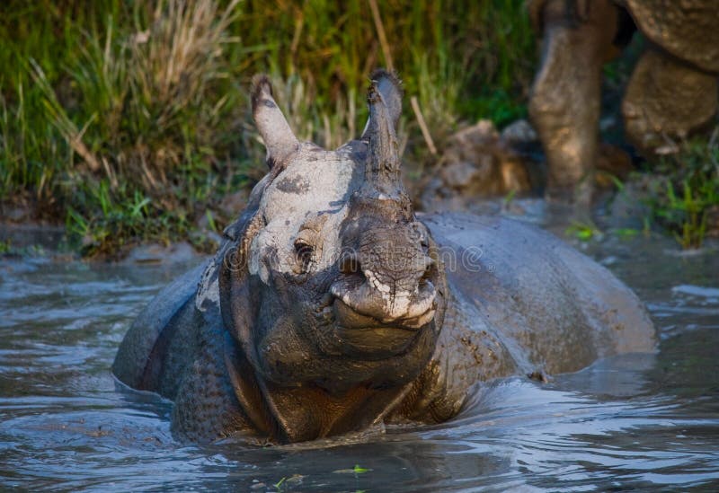 Two Wild Great One-horned Rhinoceroses Lying in a Puddle. Stock Image ...