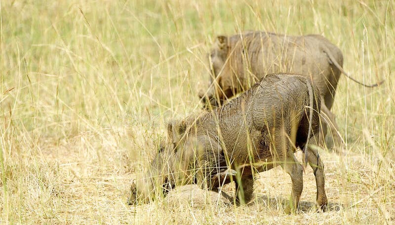 Two wild hogs stock photo. Image of animal, beautiful - 27282104