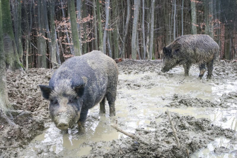 Two wild hogs in forest stock image. Image of dirty, nose - 66724047