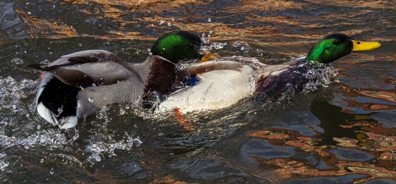 Two Wild Male Ducks Fighting Stock Photo - Image of creature ...