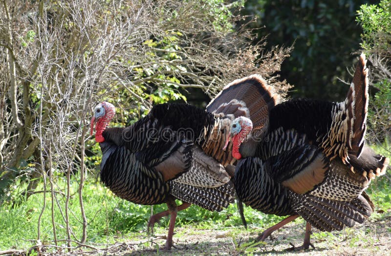 Two Wild Male Turkeys Walking Side by Side High Quality Stock Photo ...