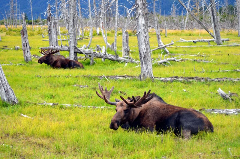 Moose resting in pond stock image. Image of refresh, antler - 84283