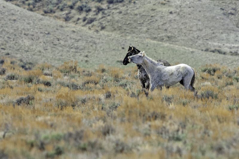 Two Wild Mustangs stock photo. Image of pair, high, desert - 254957318