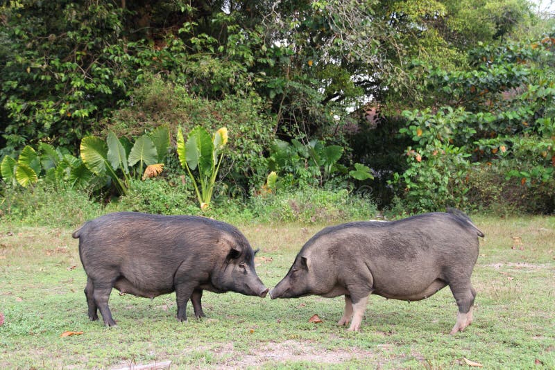 Two Wild Pigs in the Park. Phuket in Thailand. Stock Image - Image of ...