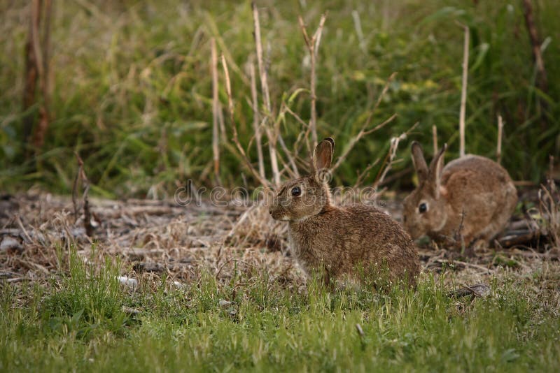 Two wild rabbits in bush stock image. Image of adult - 20824979