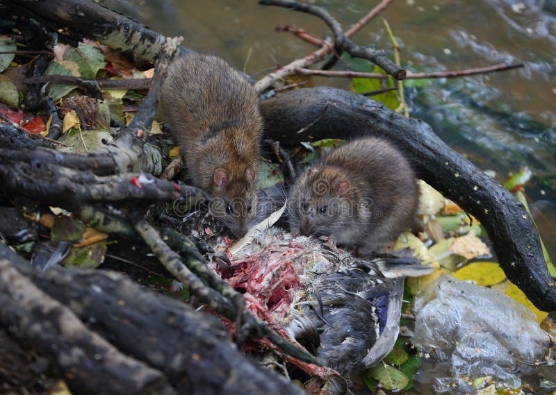 Two Wild Rats on the Ground Eating a Torn Pigeon Stock Photo - Image of ...