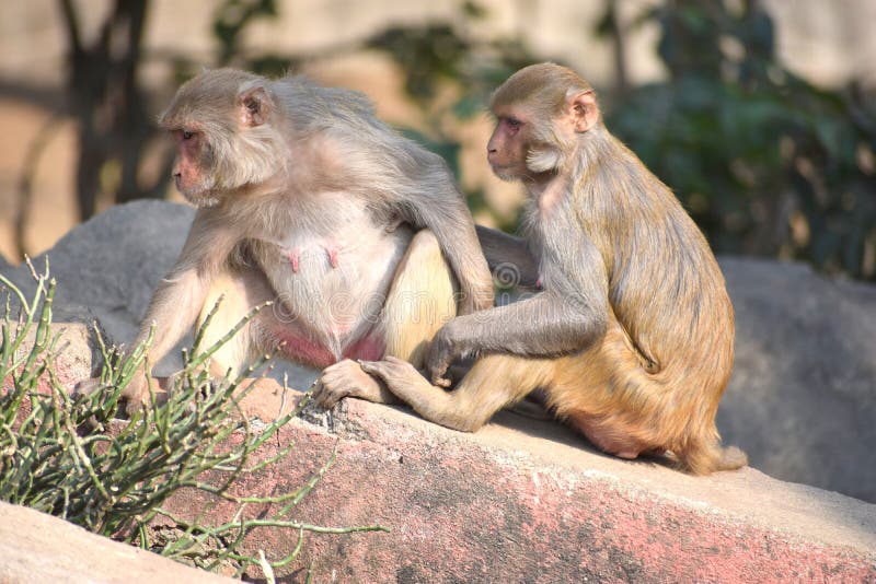 Rhesus Monkeys Mating At Angkor Wat Stock Image - Image of love ... Rhesus Monkeys Mating At Angkor Wat Stock Image - Image of love ...