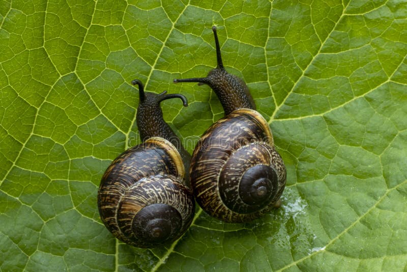 Two Wild Snails are Crawling on a Green Leaf Stock Photo - Image of ...
