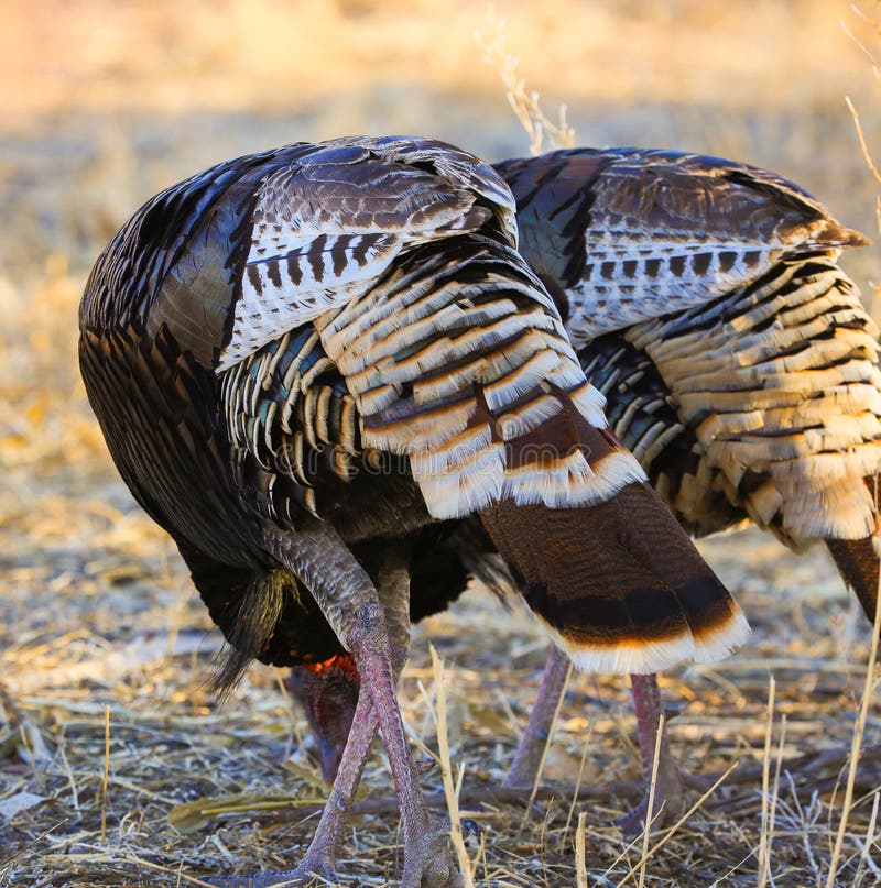 Two Wild Turkeys Eating Corn Stock Photo - Image of gobbler, birds ...