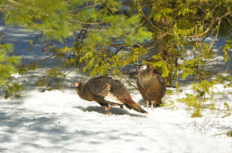 Wild Turkeys Snow Stock Images - Download 58 Royalty Free Photos