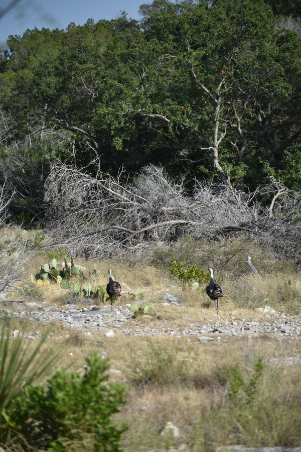 Two Turkeys Running in the Wild Stock Image - Image of nature ...