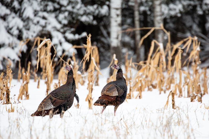 Two Wild Turkeys in the Snow Next To Corn Stalks Stock Photo - Image of ...
