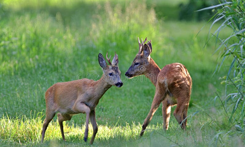 Two wild UK roe deer stock image. Image of summer, together - 321505931