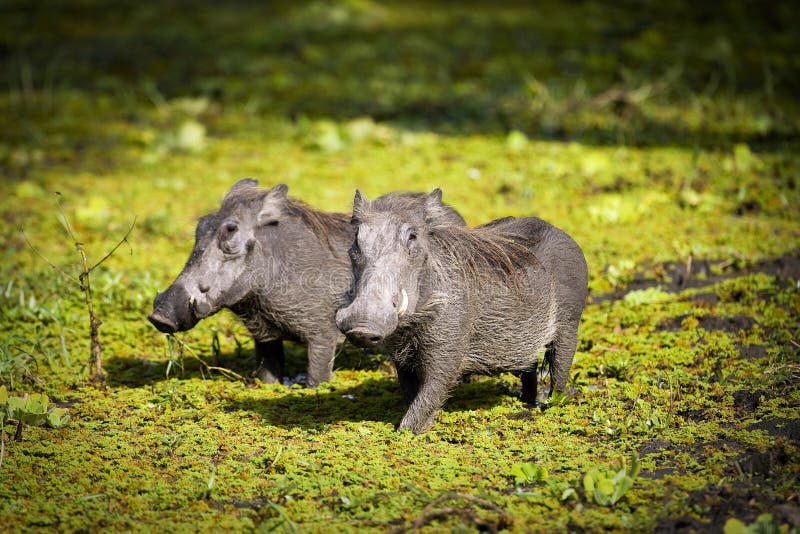 Two Wild Warthogs in Africa Stock Photo - Image of wild, warthog: 124731218