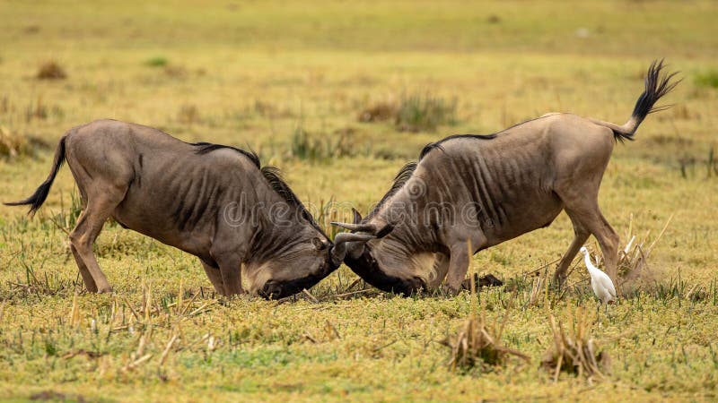 Two Wildebeests Fighting Head To Head in the Field Stock Image - Image ...