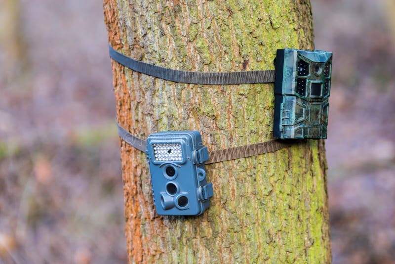 Wildlife Monitoring Device Strapped On The Base Of A Tree Trunk, San ...