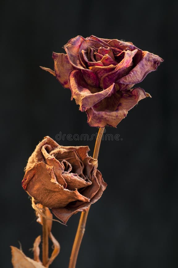 A Two Wilting Rose on Dark Background Stock Photo - Image of funeral ...