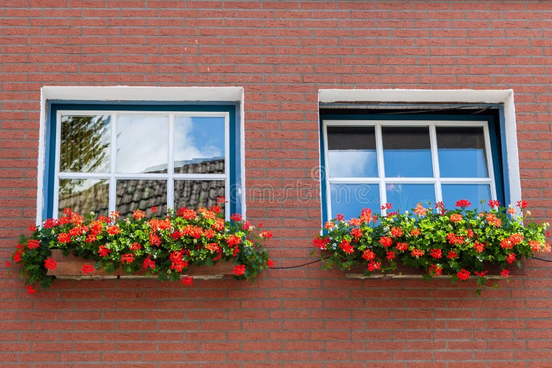 Two Windows with Flower Pots and Beautiful Red Geranium Flowers Stock ...