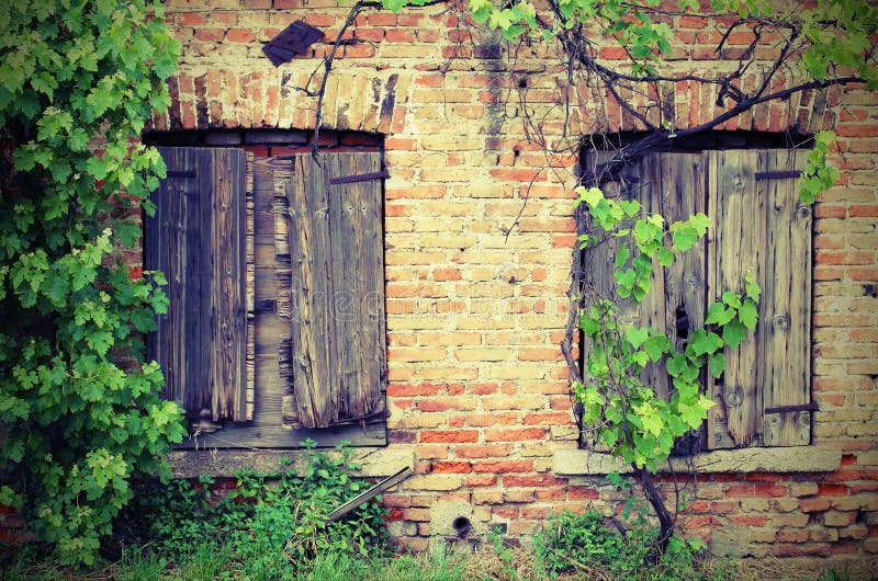 Two Windows of the Old Brick House and a Vine Branch Vineyard Stock ...
