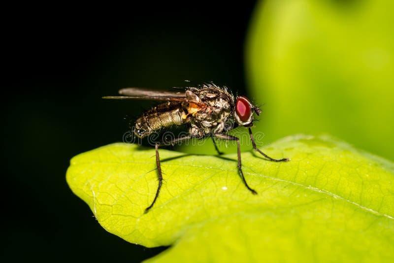 Two-winged Fly on a Green Leaf Stock Image - Image of wildlife, color ...