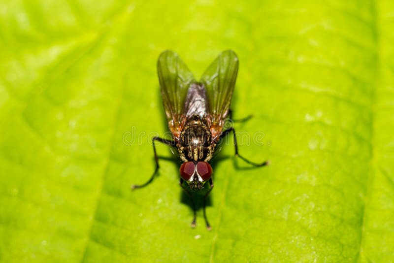 Two-winged Fly on a Green Leaf Stock Image - Image of insect, winged ...