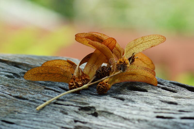 Dipterocarpaceae (the Two-winged Fruit), Stock Photo - Image of ...