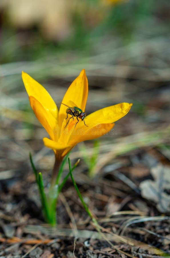 Two-winged Insect Green Blowfly, Sits on a Yellow Crocus Stock Image ...
