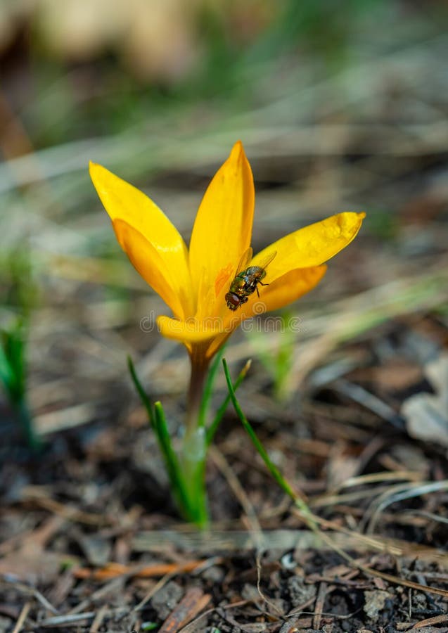 Net-winged Insect or Dustywings Stock Photo - Image of sticky, wild ...
