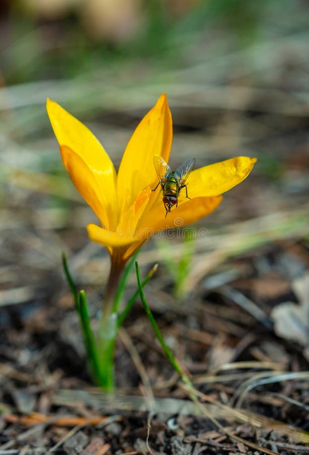 Two-winged Insect Green Blowfly, Sits on a Yellow Crocus Stock Image ...