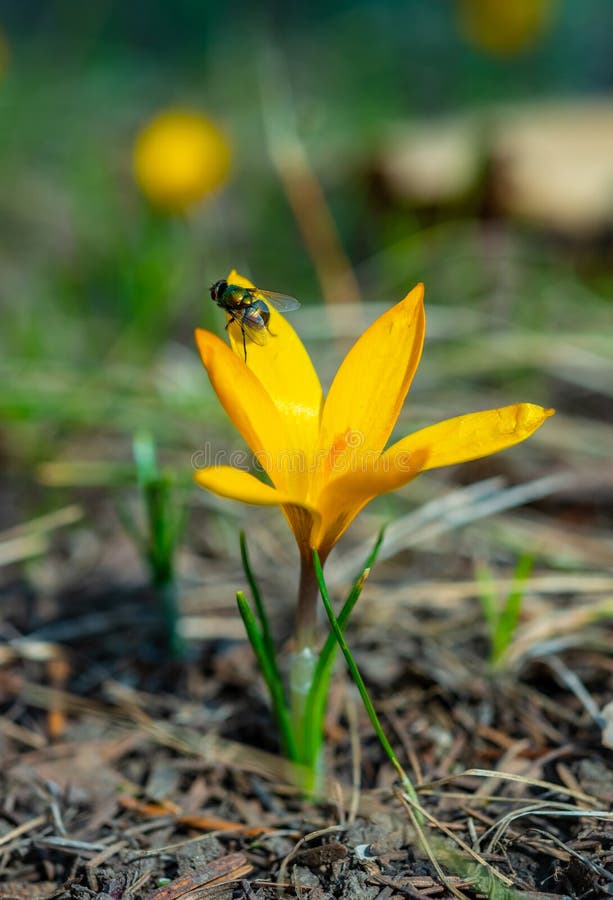 Net-winged Insect or Dustywings Stock Photo - Image of sticky, wild ...
