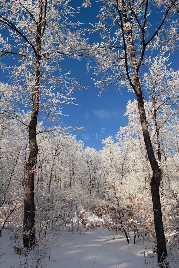 Two winter january trees stock photo. Image of light, snowflake - 6634734