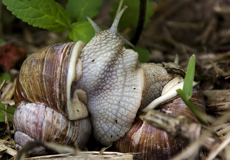 Two winw snails stock photo. Image of onions, wine, spring - 76553562