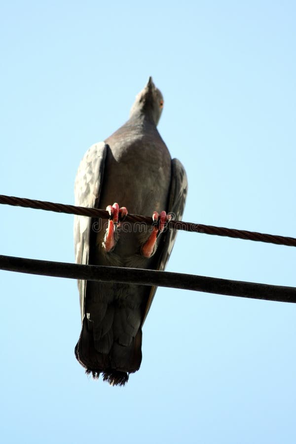 Pigeon sitting on a cable stock photo. Image of wing - 124411554
