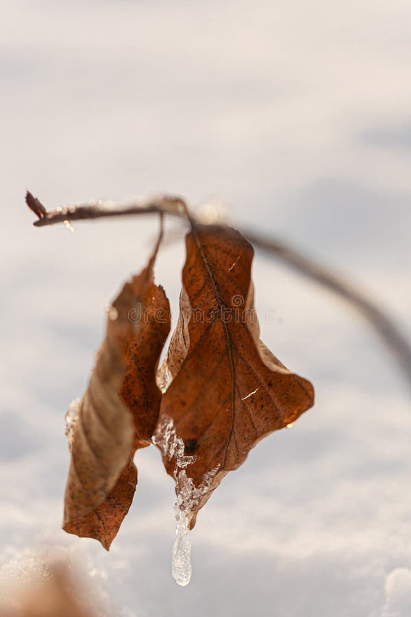Two Withered Leaves of a Beech Tree with Little Icicles Hanging on a ...