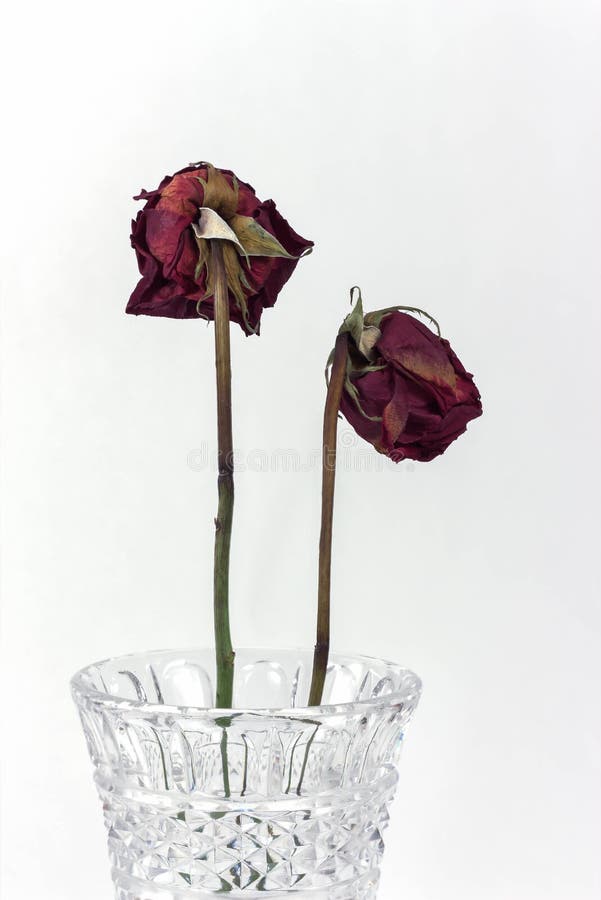Dead Long Stem Roses Stock Photos - Free & Royalty-Free Stock Photos ...