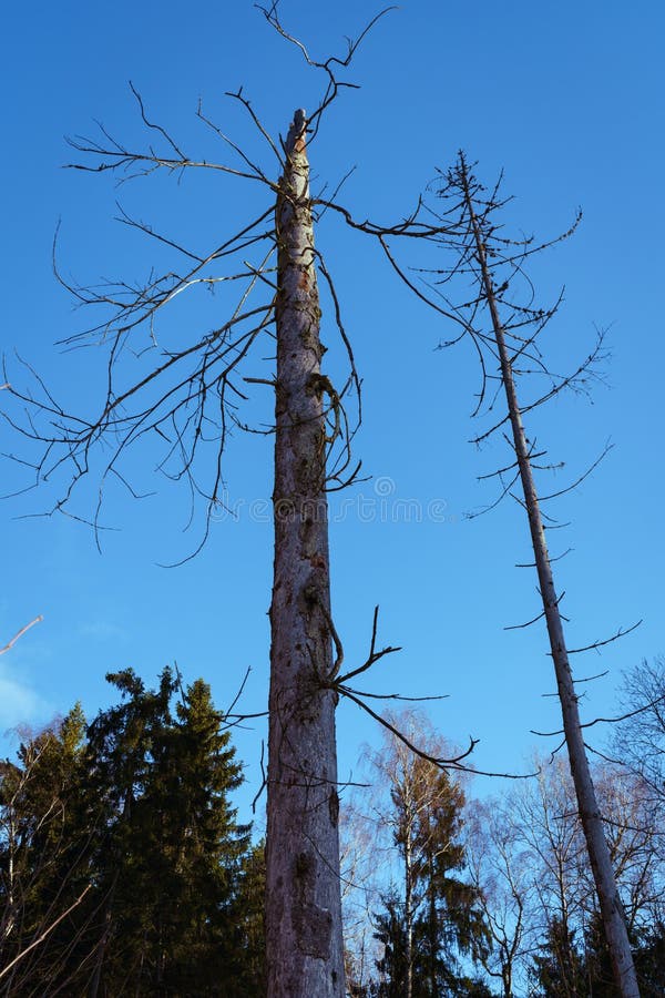 Old Withered Trees on the Chojnik Mountain Stock Photo - Image of ...
