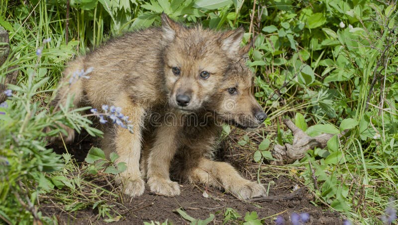 Two Wolf Cubs at Den Entrance Stock Photo - Image of timber, cubs ...