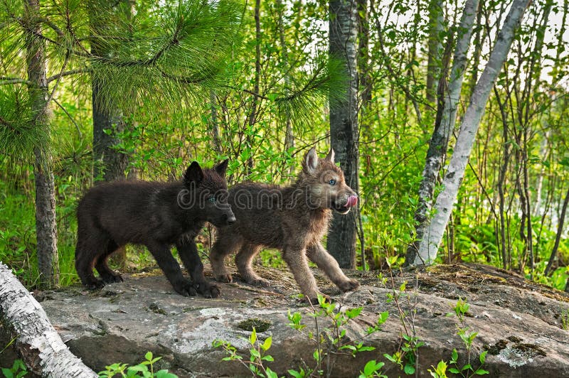 Two Wolf Pups (Canis Lupus) Stand on Rock Stock Image - Image of ...