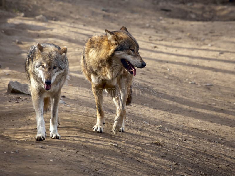 Wolfs in zoo stock image. Image of animals, wolfs, white - 51962941