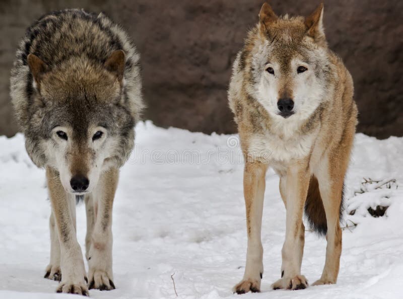 Two Wolfs on the Snow Landscape Stock Image - Image of nature, walk ...