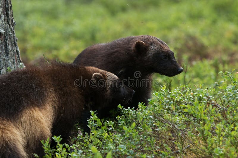 Wolverine stock photo. Image of fast, mammals, cute, night - 66944114