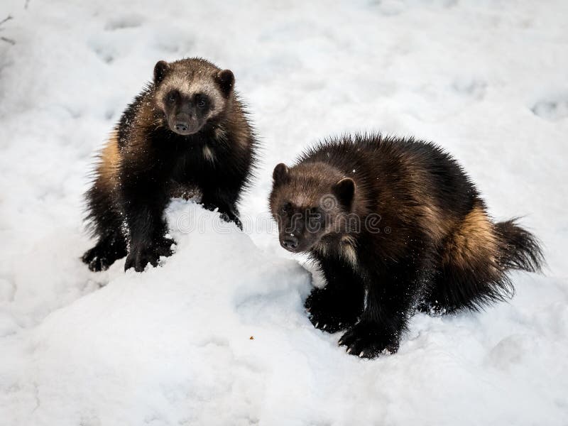 Two Wolverines, Gulo Gulo, with Snow and White Background Stock Image ...