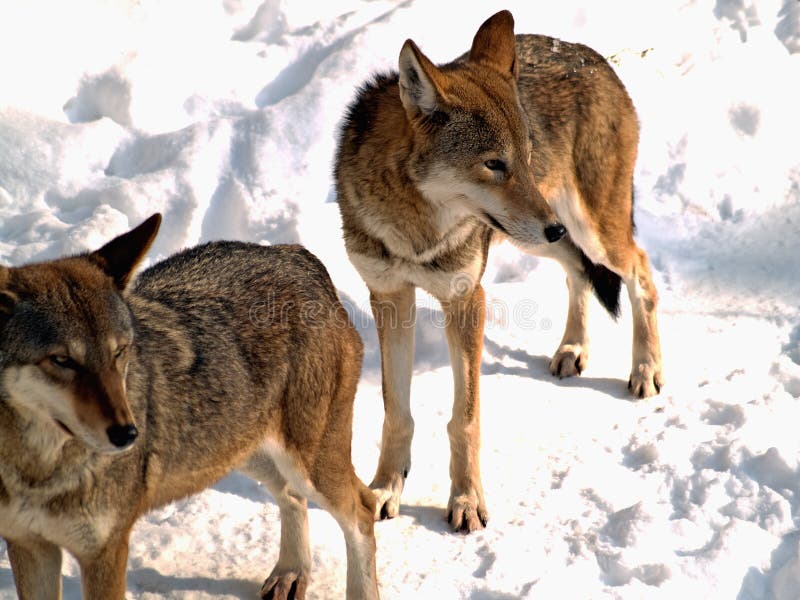 Red wolf in snow stock image. Image of wolves, relaxing - 12433493