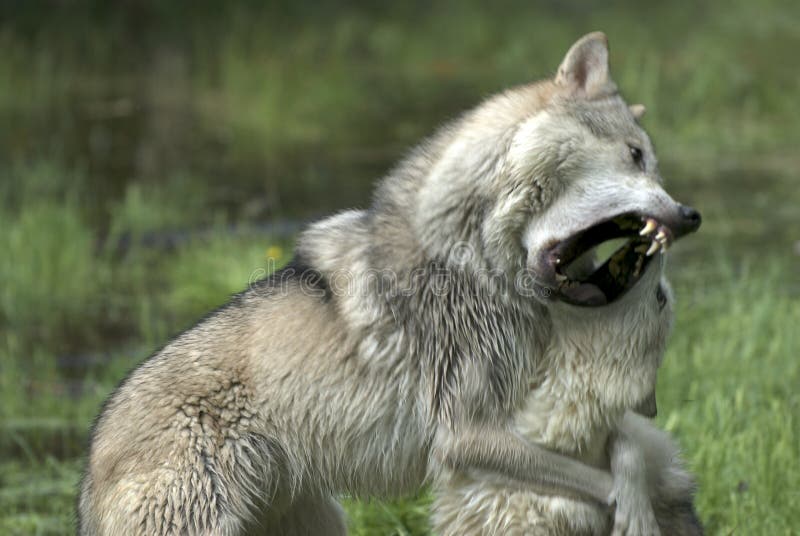 Two wolves stock image. Image of wolf, majestic, battle - 2359135