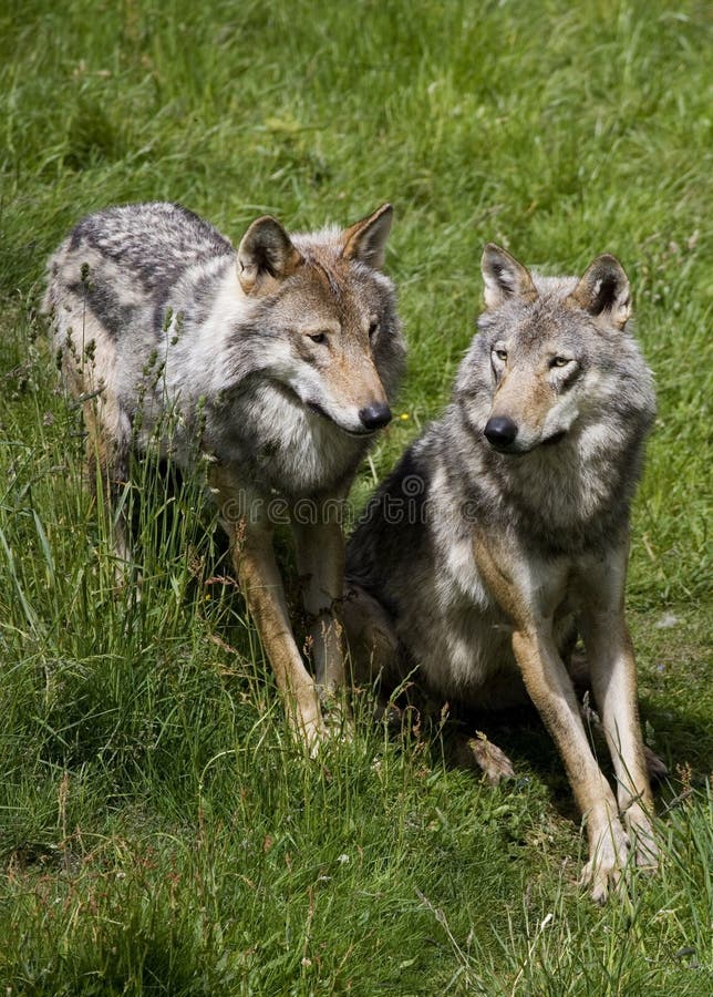 8,761 Wolves Photos - Free & Royalty-Free Stock Photos from Dreamstime