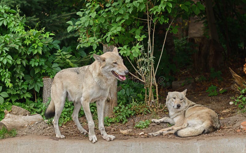 Two Wolves Canis Lupus in Forest Stock Image - Image of adult, nature ...