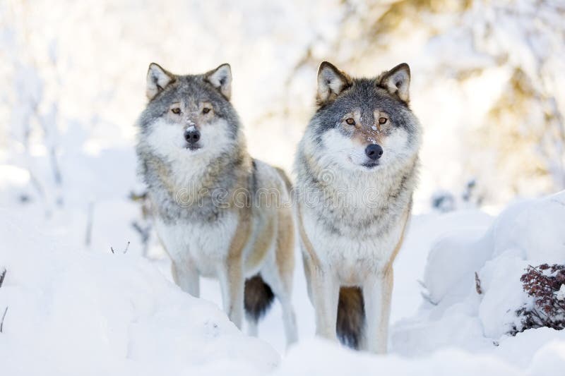 Two Wolves in Cold Winter Forest Stock Photo - Image of tree, wildlife ...
