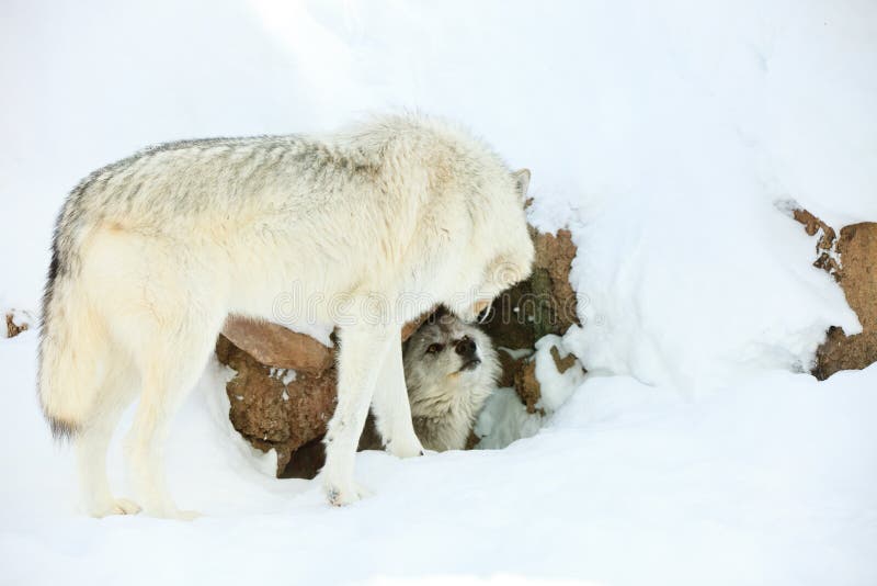 Two wolves by den stock photo. Image of milk, arctos - 79021014